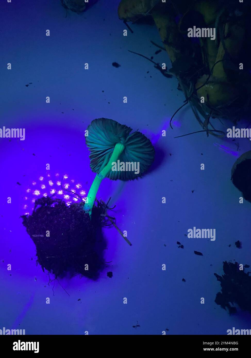 Mouse-pee Pinkgill (Entoloma incanum Stock Photo - Alamy