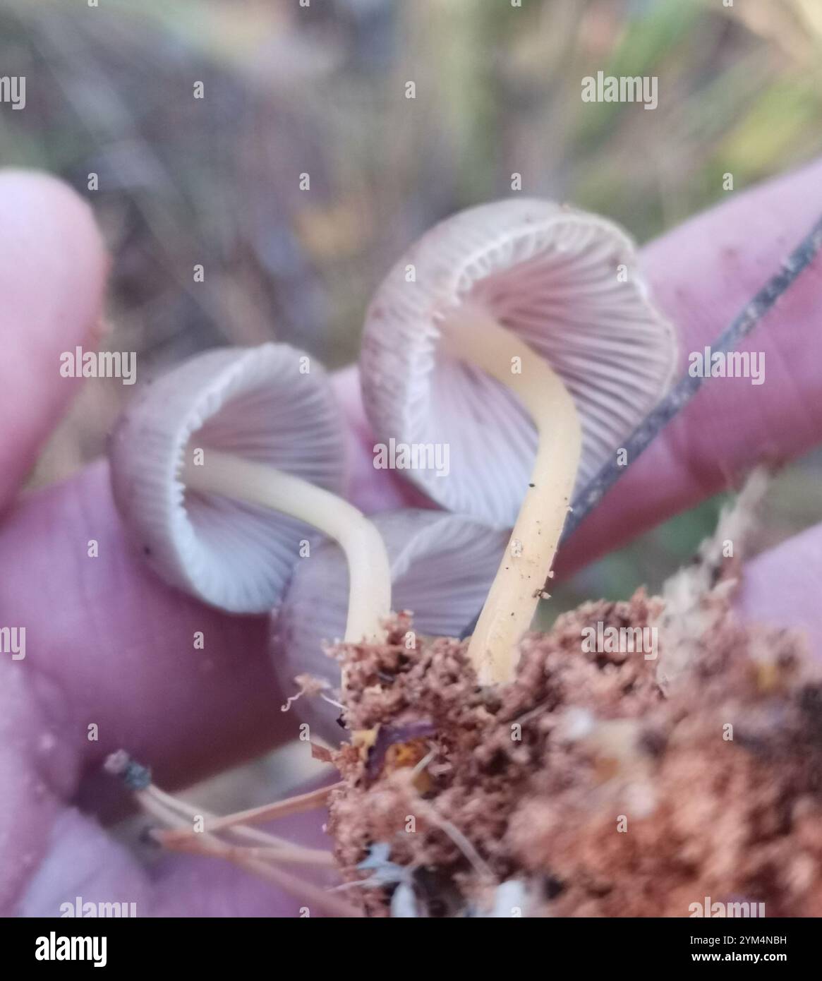 common bonnet (Mycena galericulata Stock Photo - Alamy