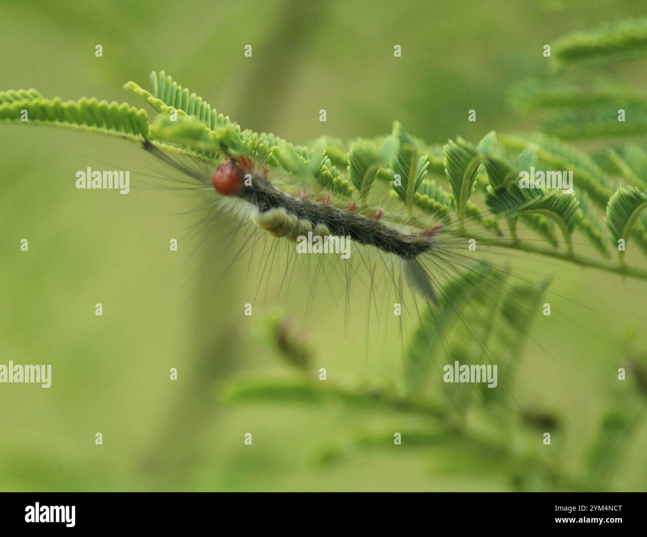 Olene hi-res stock photography and images - Alamy