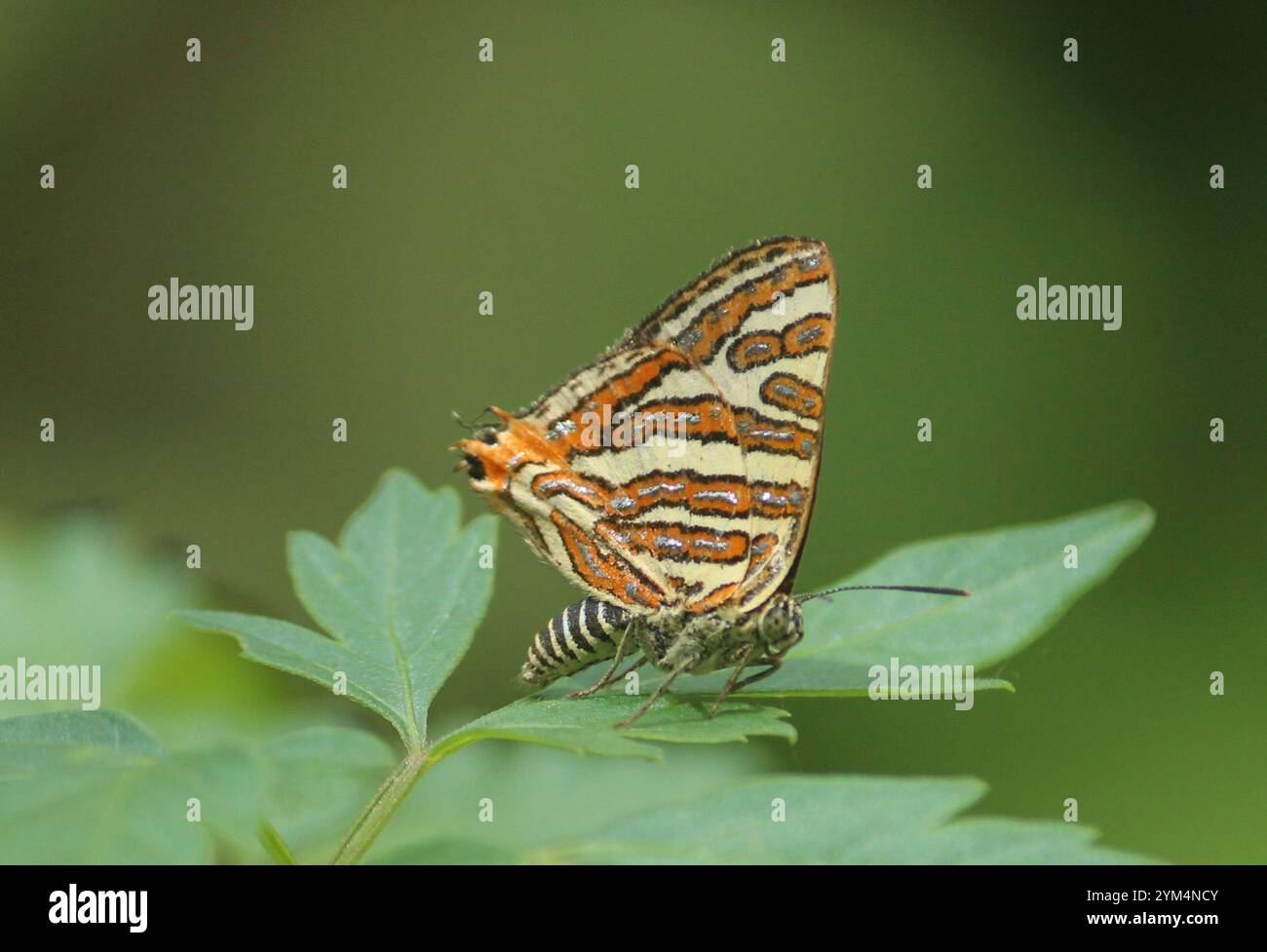 Common Silverline (Cigaritis vulcanus Stock Photo - Alamy