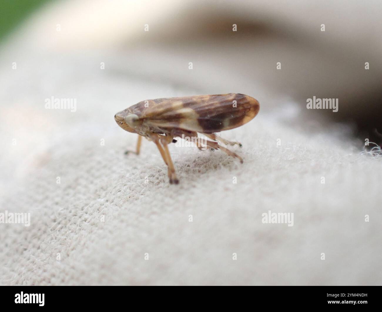 Meadow Spittlebug (Philaenus spumarius Stock Photo - Alamy