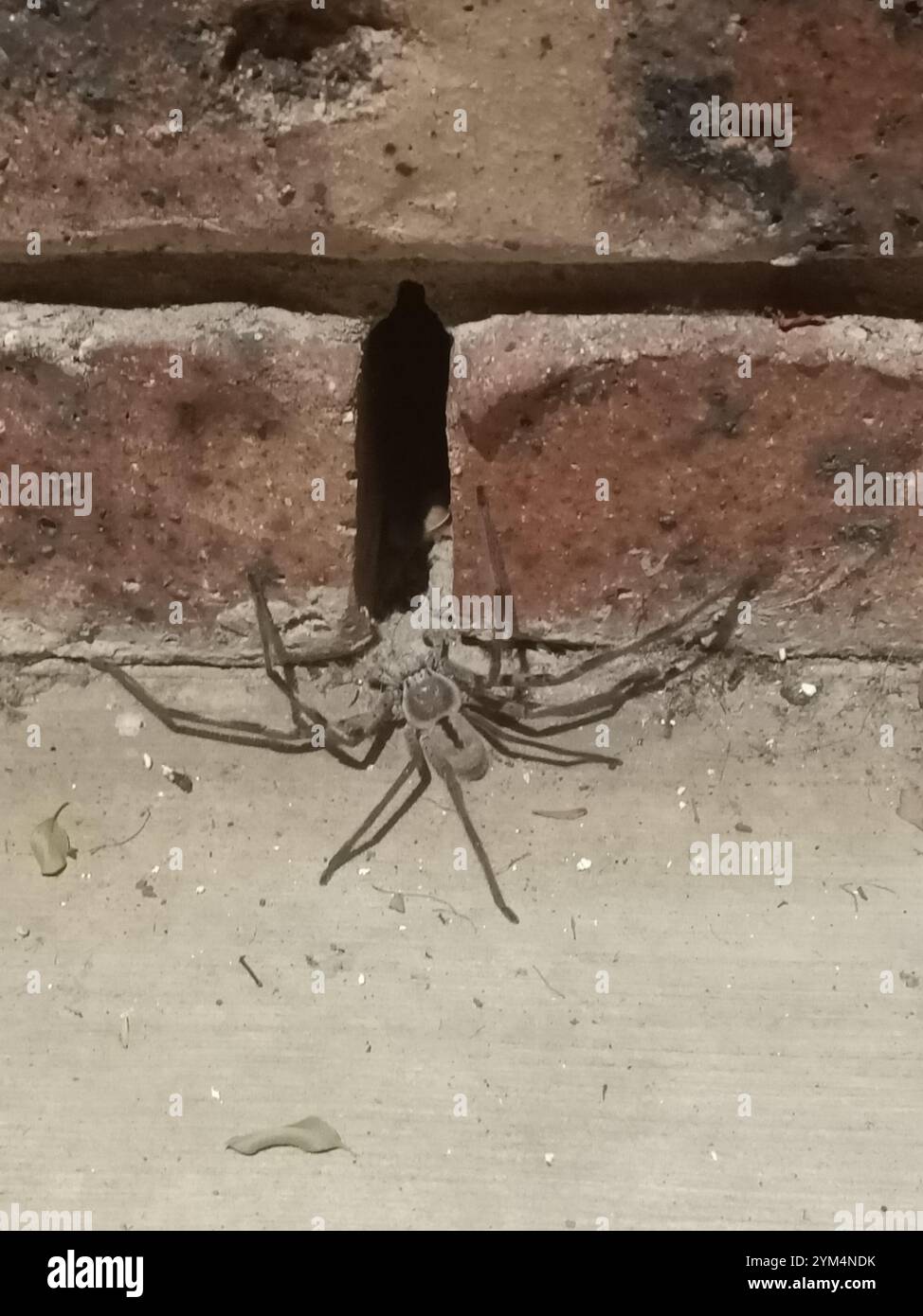 Holconia hi-res stock photography and images - Alamy