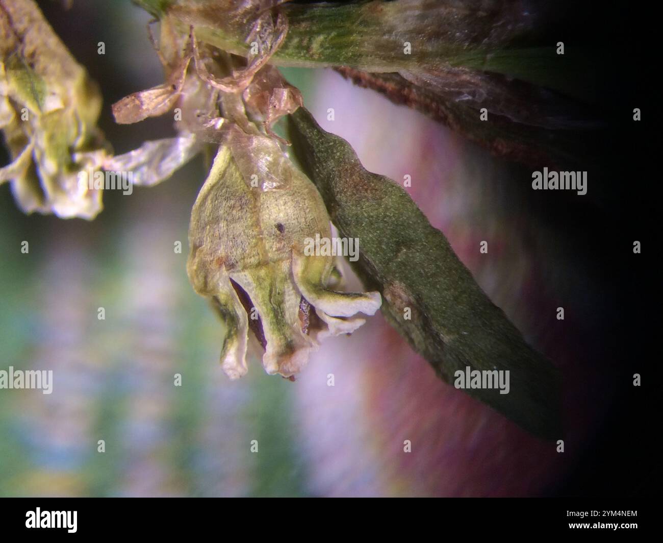 Oval Leaf Knotweed (Polygonum arenastrum Stock Photo - Alamy