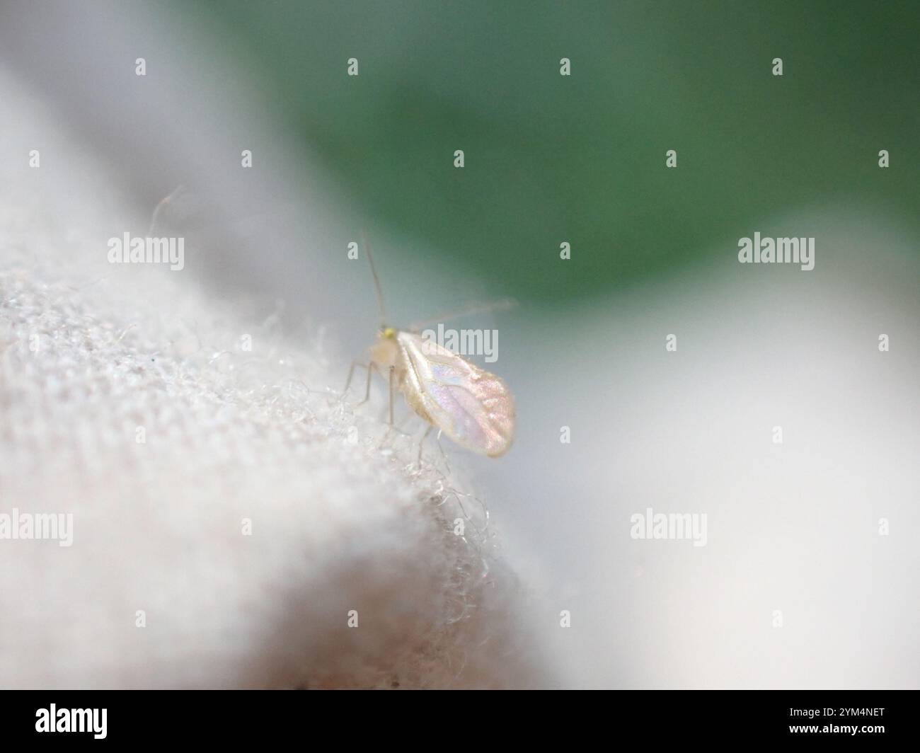 Barklice, Booklice, and Parasitic Lice (Psocodea Stock Photo - Alamy