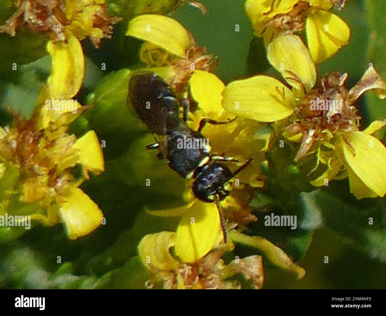Masked Bees (Hylaeus Stock Photo - Alamy