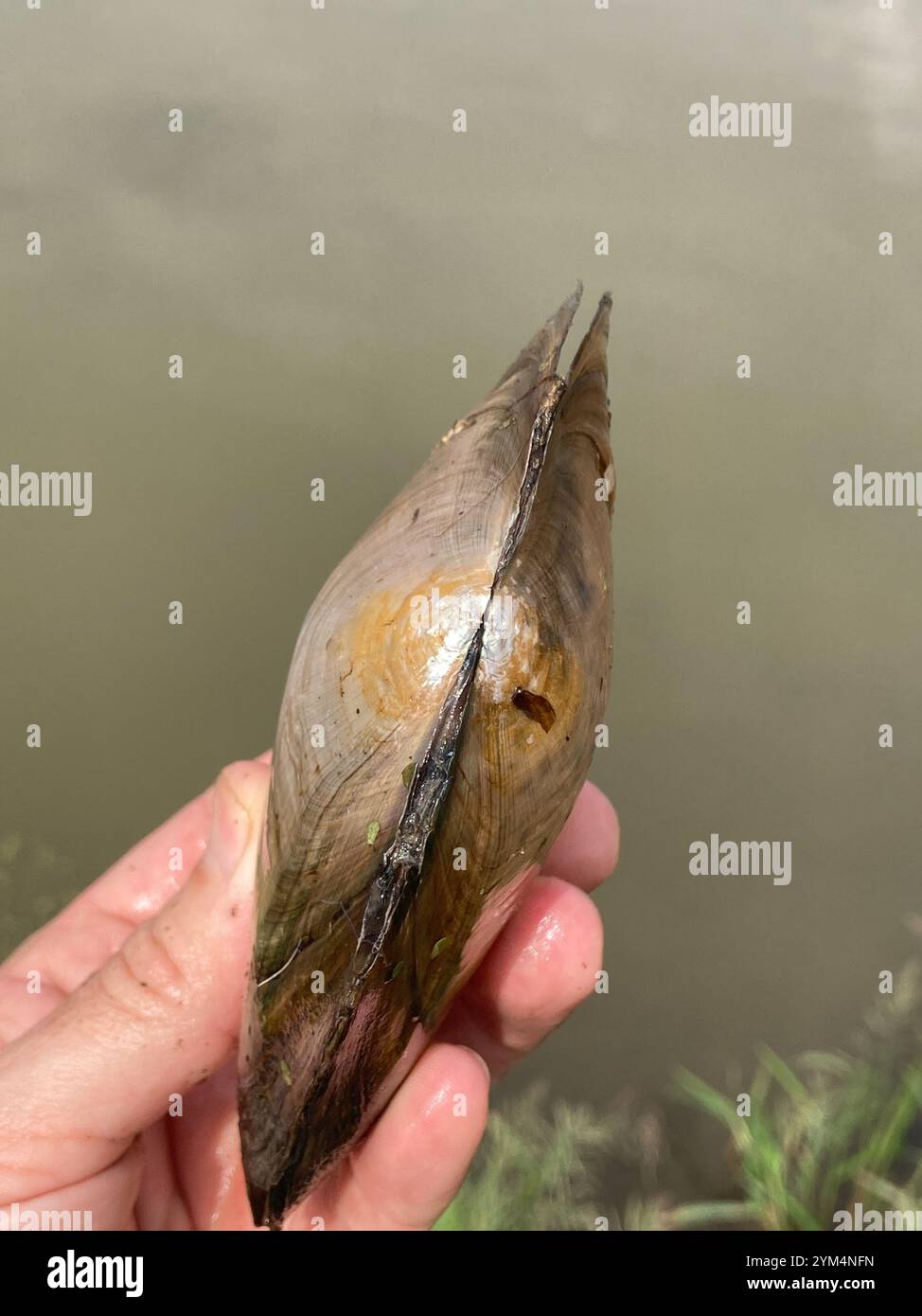 flat floater (Utterbackiana suborbiculata Stock Photo - Alamy