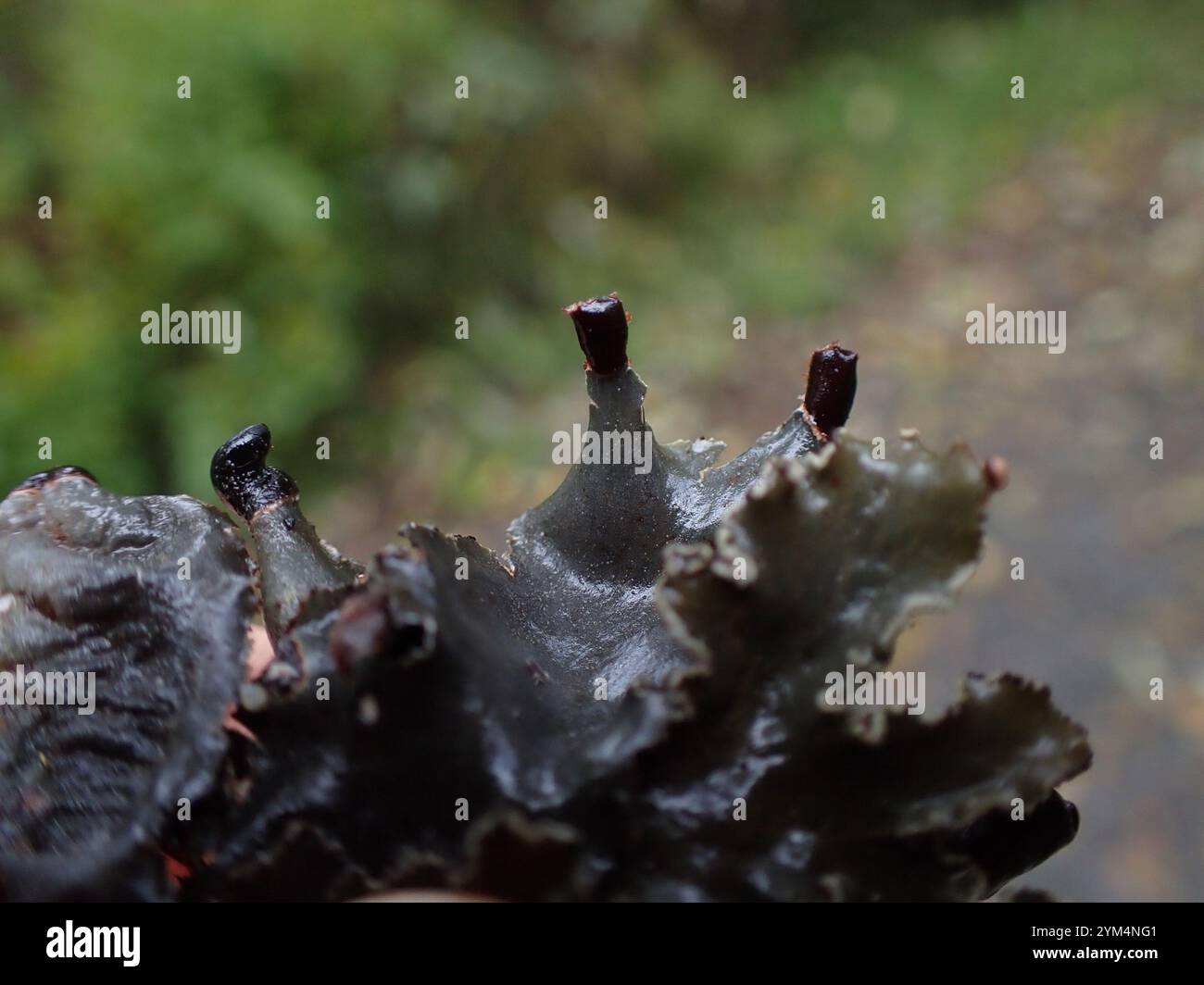 tree pelt lichen (Peltigera collina Stock Photo - Alamy