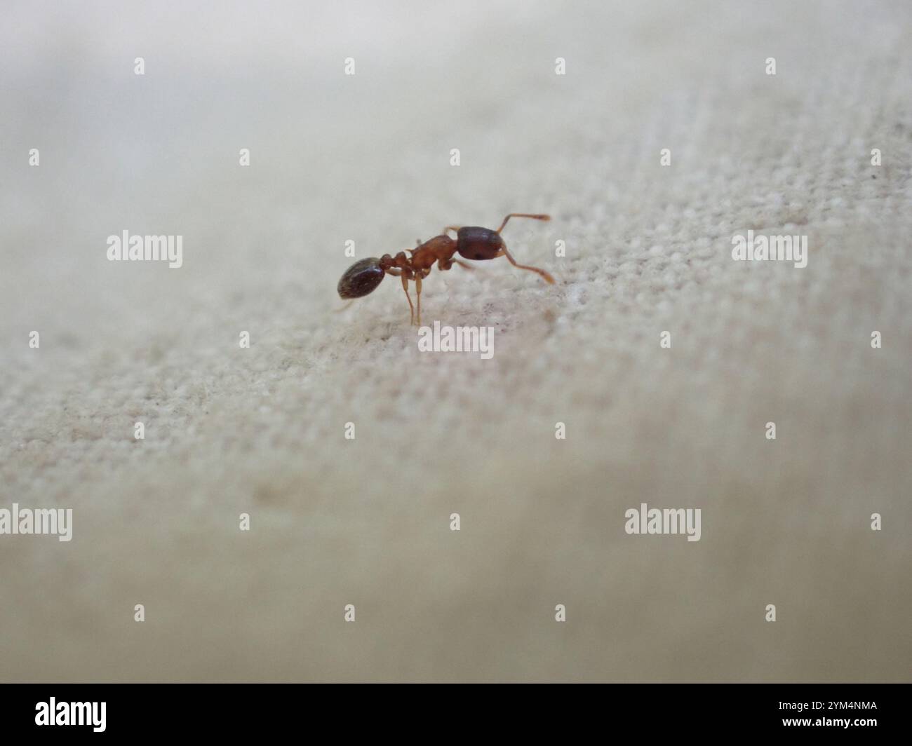 Acorn Ants and Allies (Temnothorax Stock Photo - Alamy