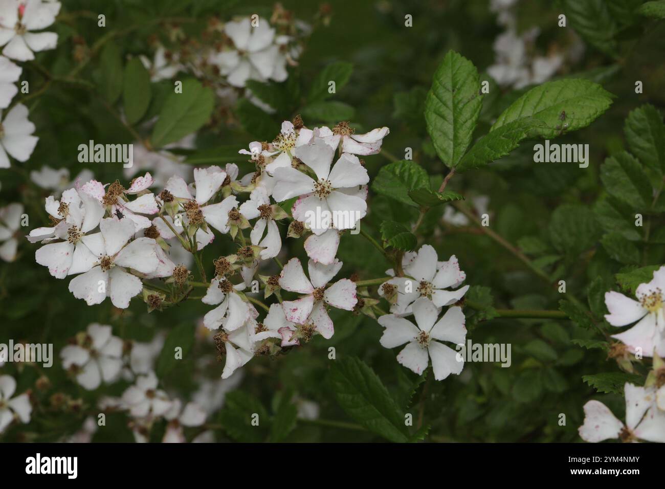 multiflora rose (Rosa multiflora Stock Photo - Alamy