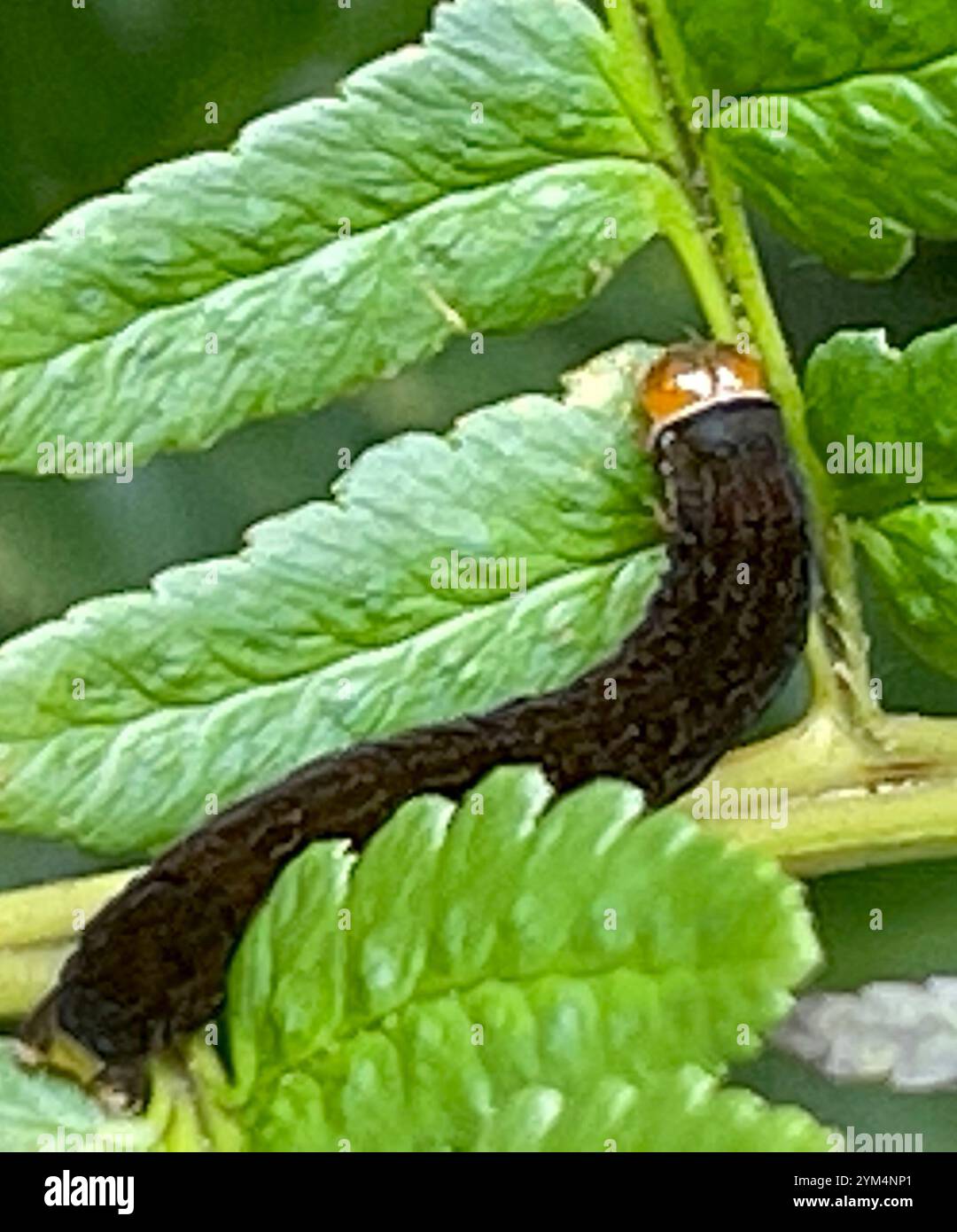 Florida Fern Moth (Callopistria floridensis Stock Photo - Alamy