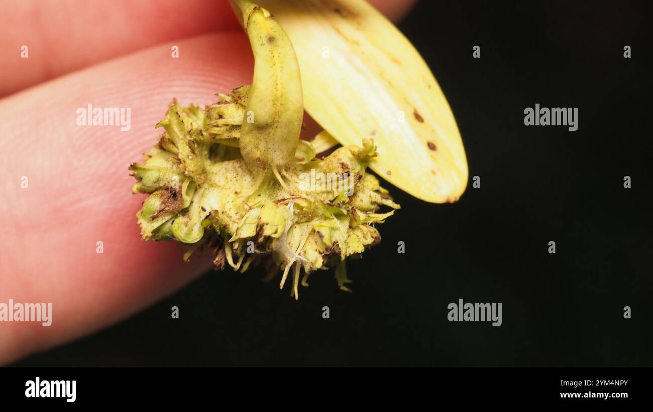 Ash Flower Gall Mite (Aceria fraxiniflora Stock Photo - Alamy