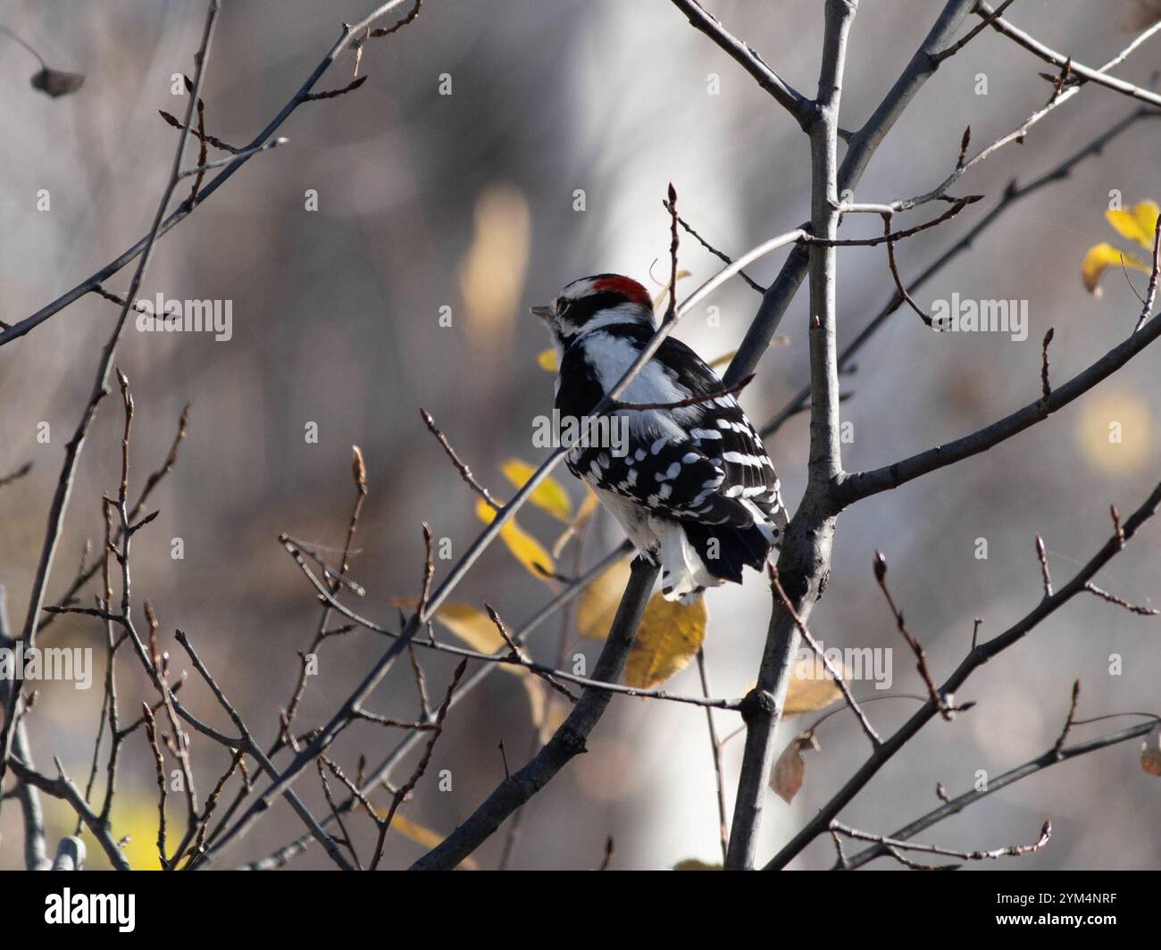 Downy Woodpecker (Dryobates pubescens Stock Photo - Alamy