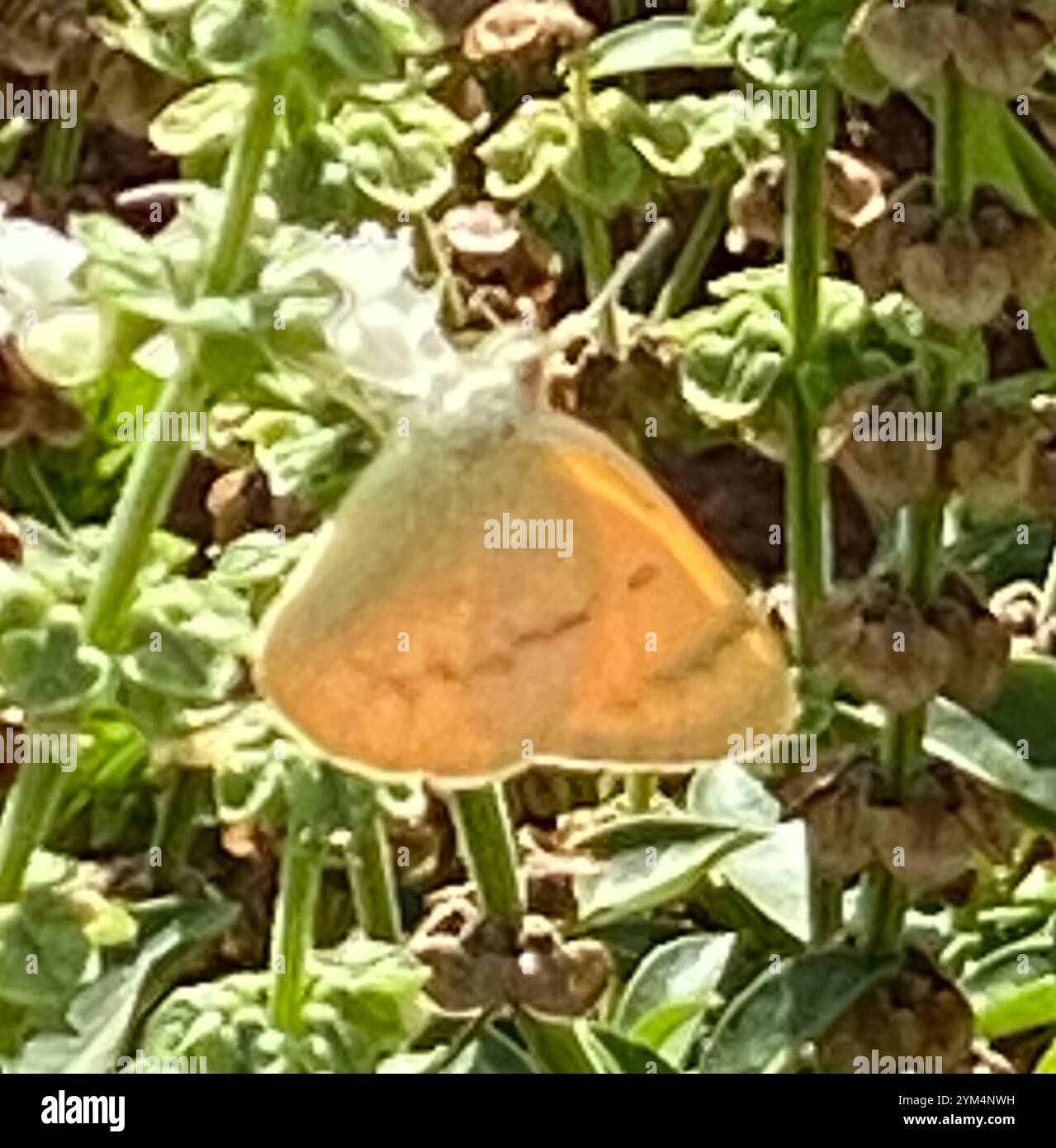 Large Salmon Arab (Colotis fausta Stock Photo - Alamy