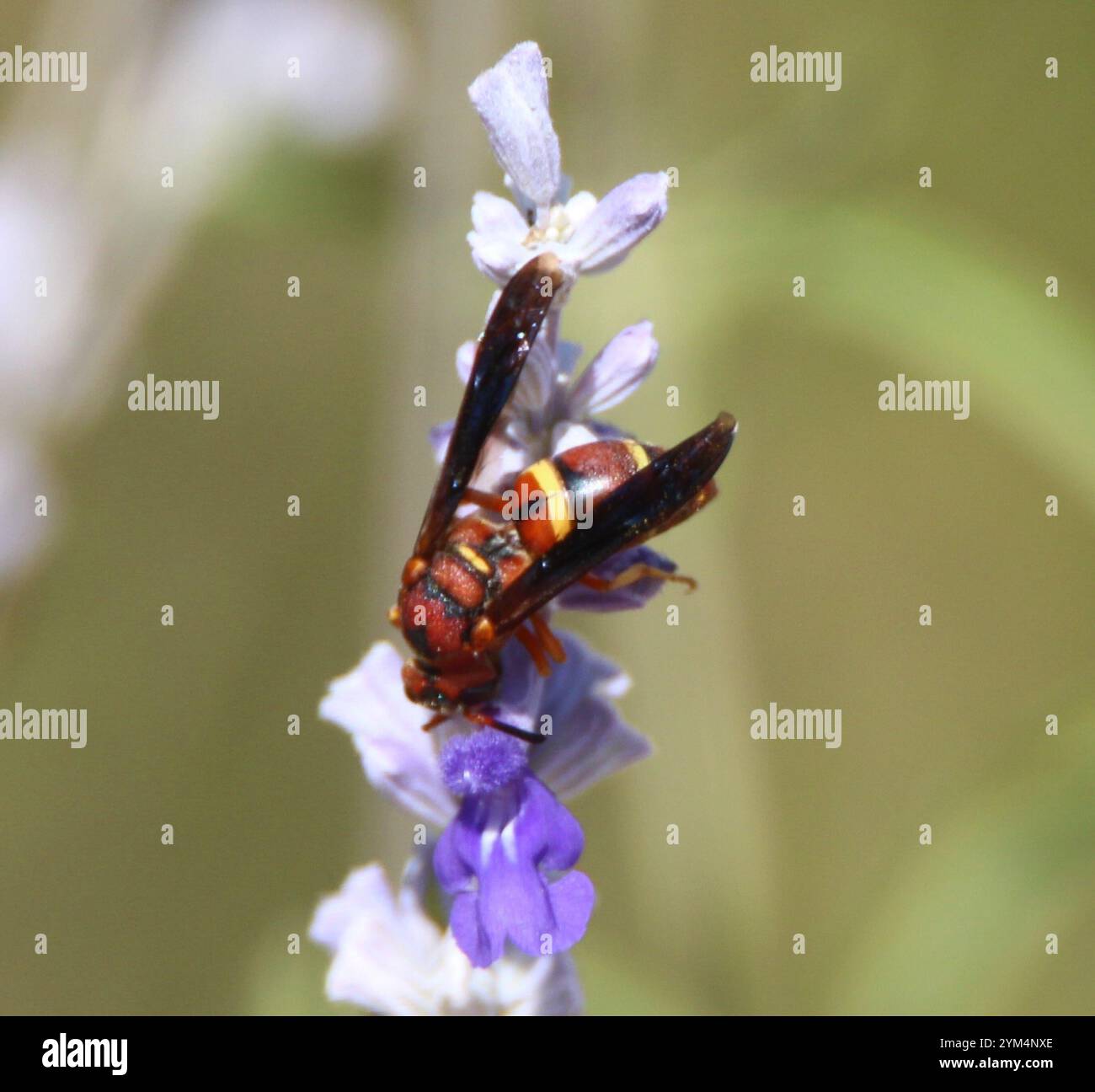 Water-walking wasp (Euodynerus crypticus Stock Photo - Alamy