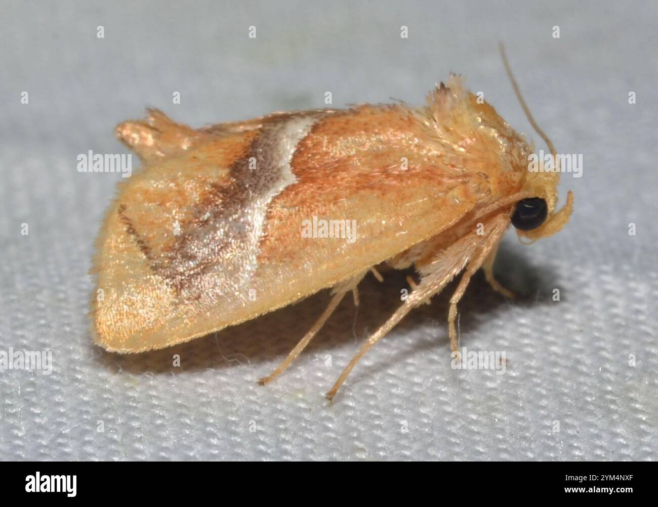Yellow-shouldered Slug Moth (Lithacodes fasciola Stock Photo - Alamy
