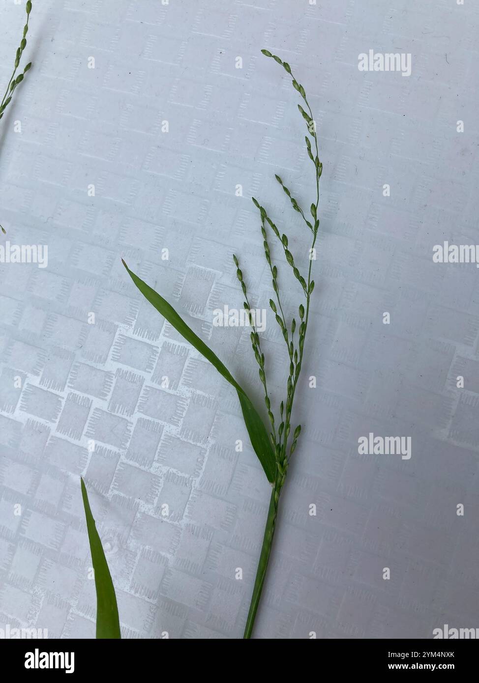 panic veldtgrass (Ehrharta erecta Stock Photo - Alamy