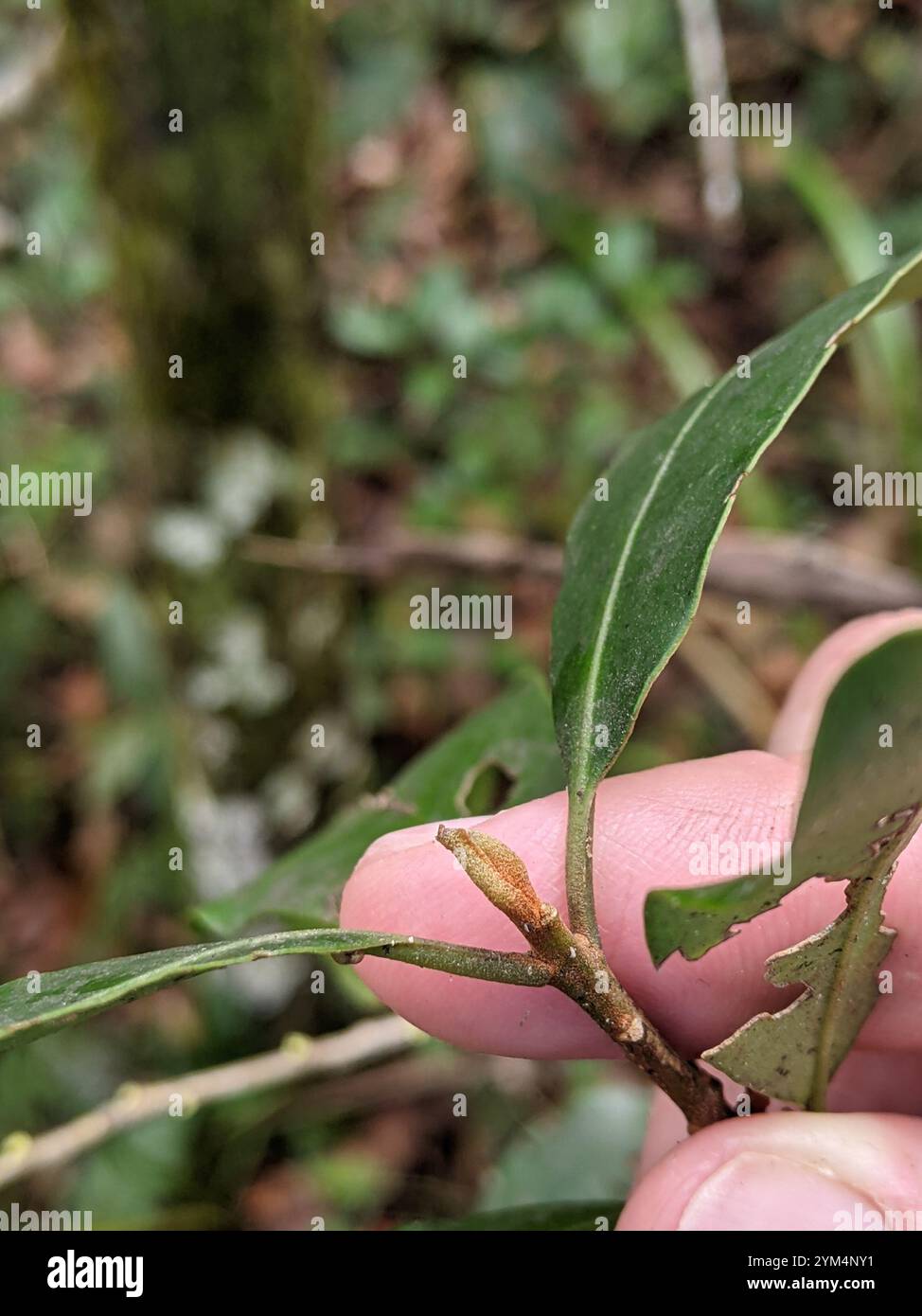 Brush Muttonwood (Myrsine howittiana Stock Photo - Alamy
