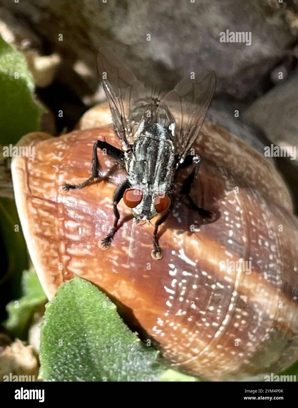 Common Flesh Flies (Sarcophaga Stock Photo - Alamy
