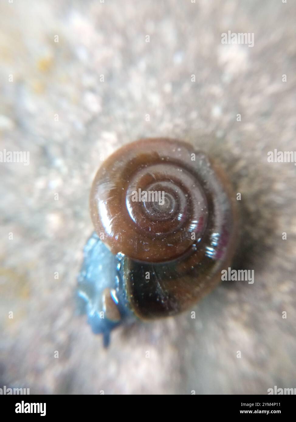 Glass Snails (Oxychilidae Stock Photo - Alamy