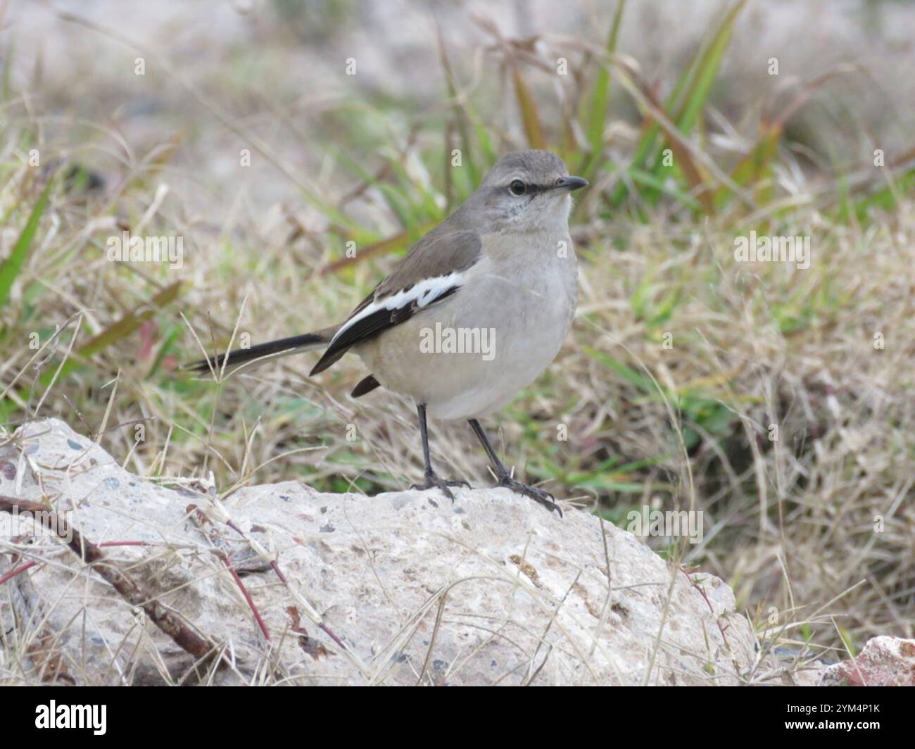 White banded mockingbird hi-res stock photography and images - Alamy