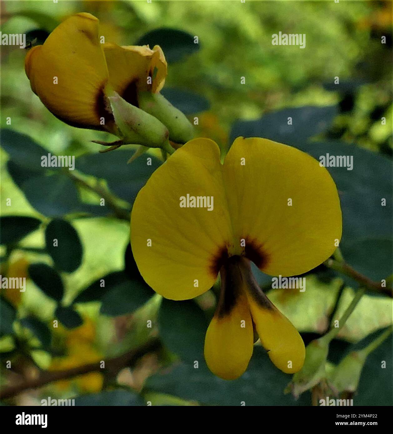 Clover-leaved Poison (Goodia lotifolia Stock Photo - Alamy