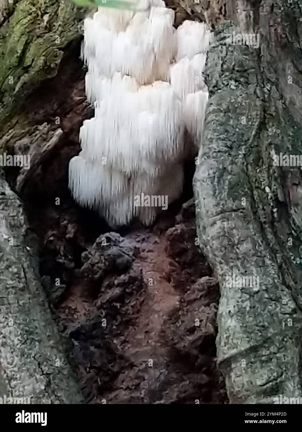 Bear's Head Tooth (Hericium americanum Stock Photo - Alamy