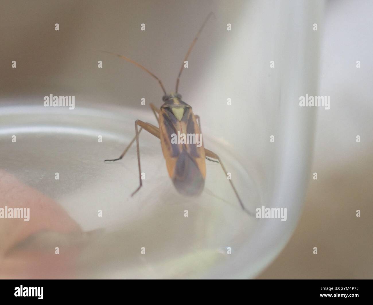 Two-spotted Grass Bug (Stenotus binotatus Stock Photo - Alamy