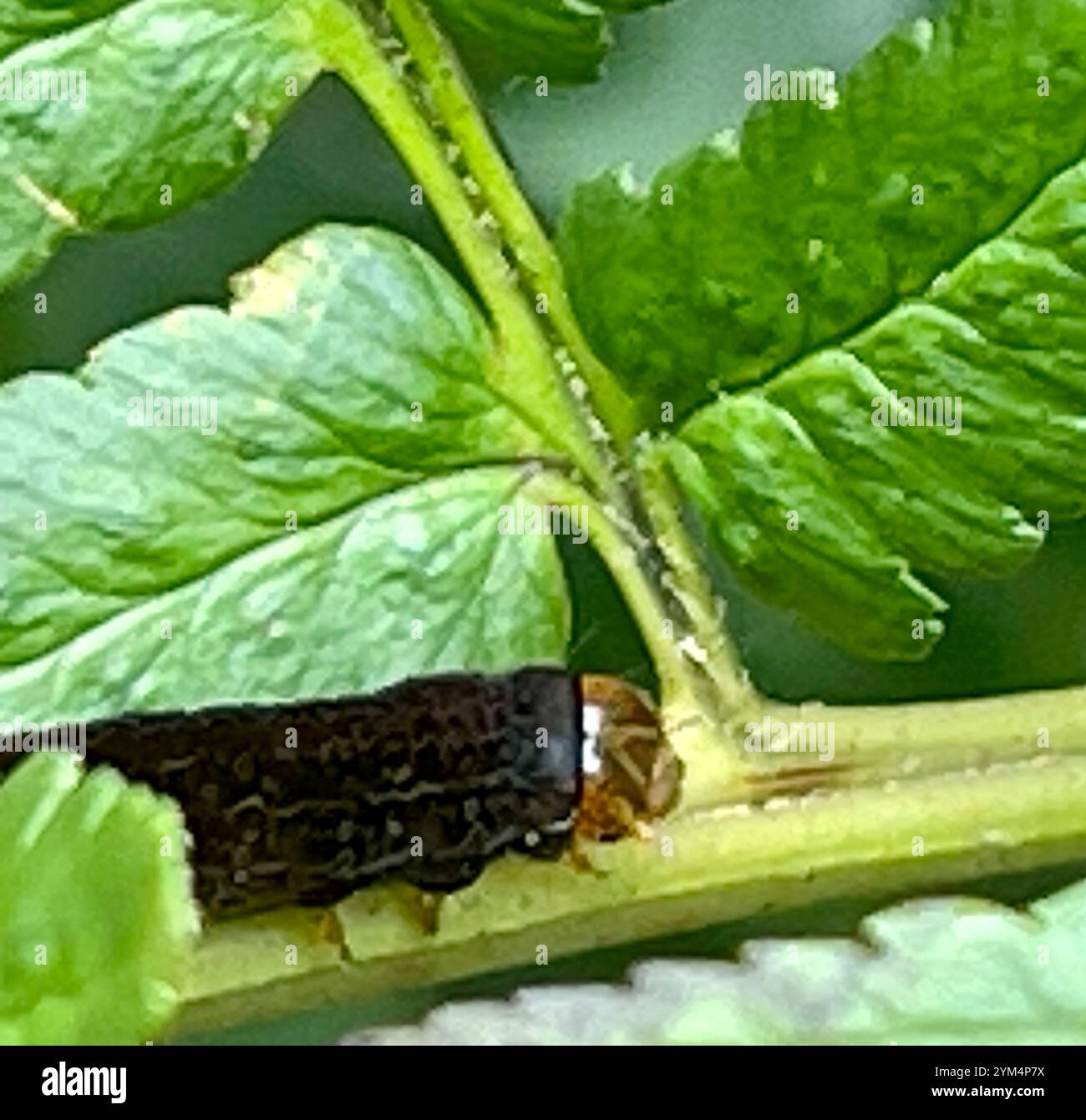 Florida Fern Moth (Callopistria floridensis Stock Photo - Alamy