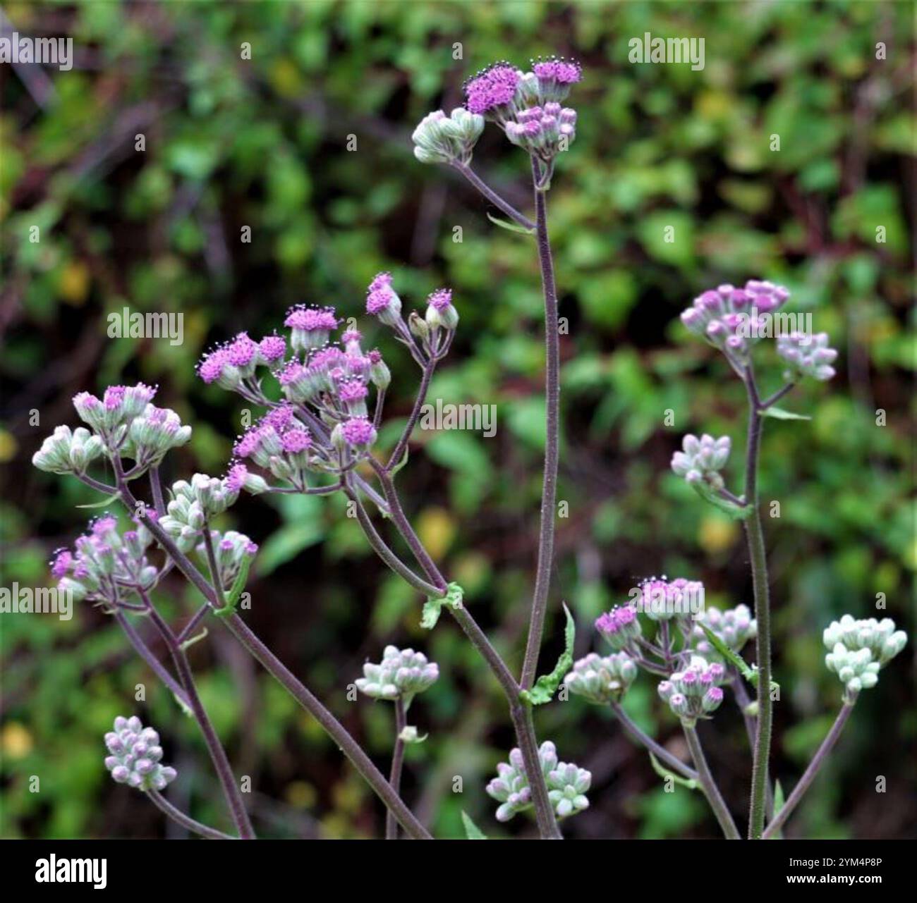 Purple Ragwort (Senecio purpureus Stock Photo - Alamy