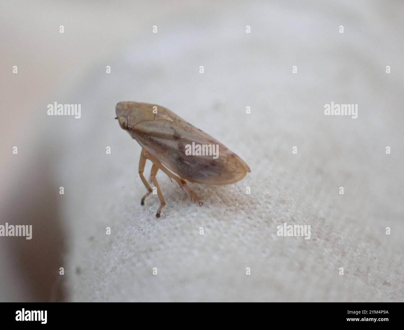 Meadow Spittlebug (Philaenus spumarius Stock Photo - Alamy