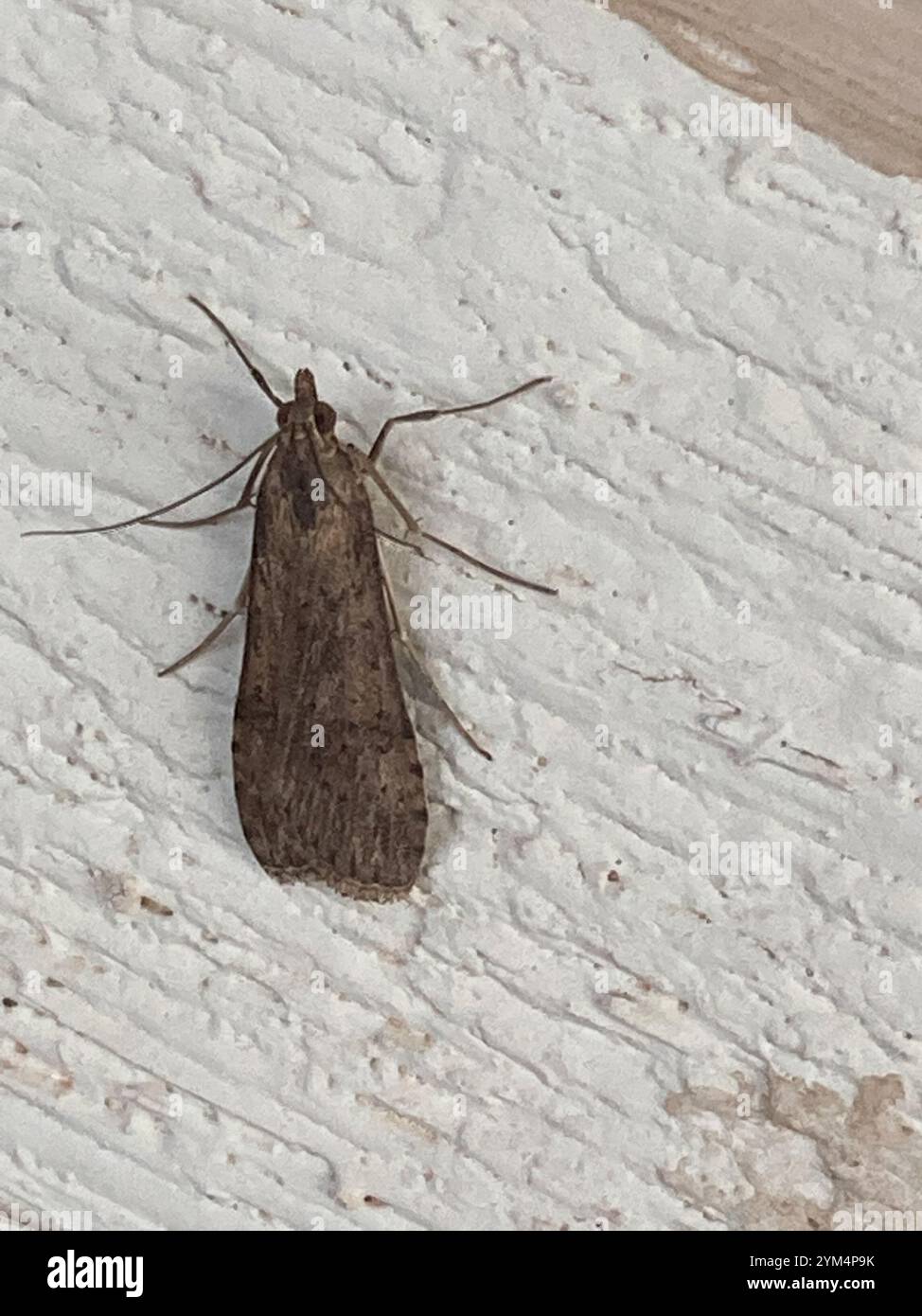 Lucerne Moth (Nomophila nearctica Stock Photo - Alamy