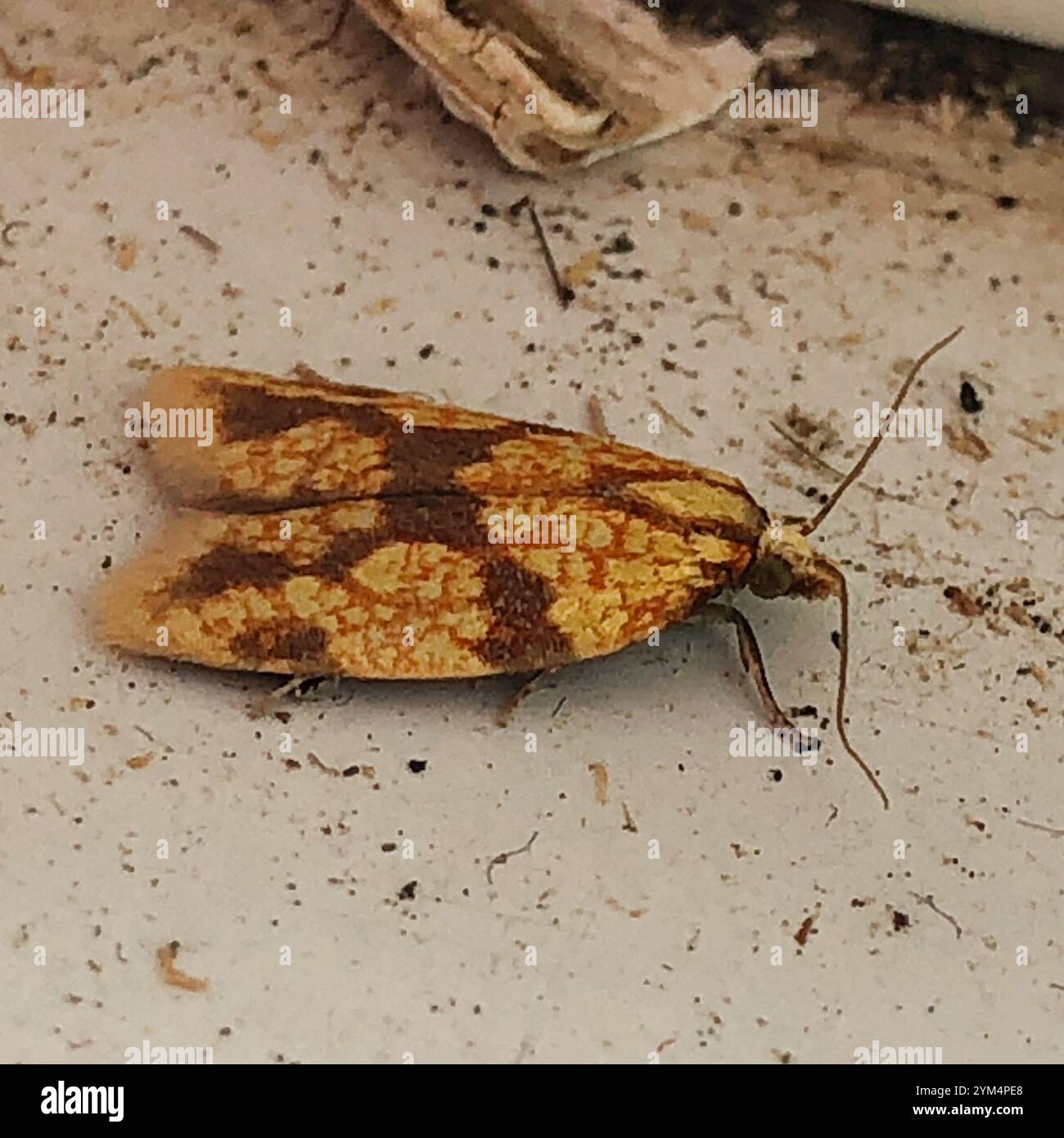 Sparganothis Fruitworm Moth (Sparganothis sulfureana Stock Photo - Alamy