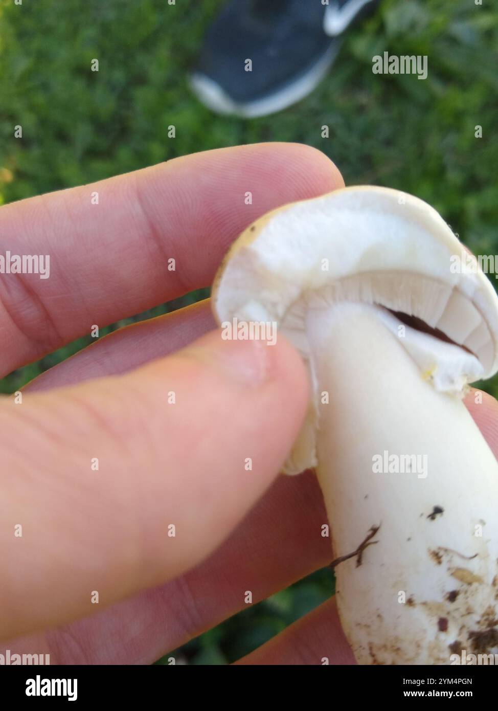 Yellow Stainer (Agaricus xanthodermus Stock Photo - Alamy