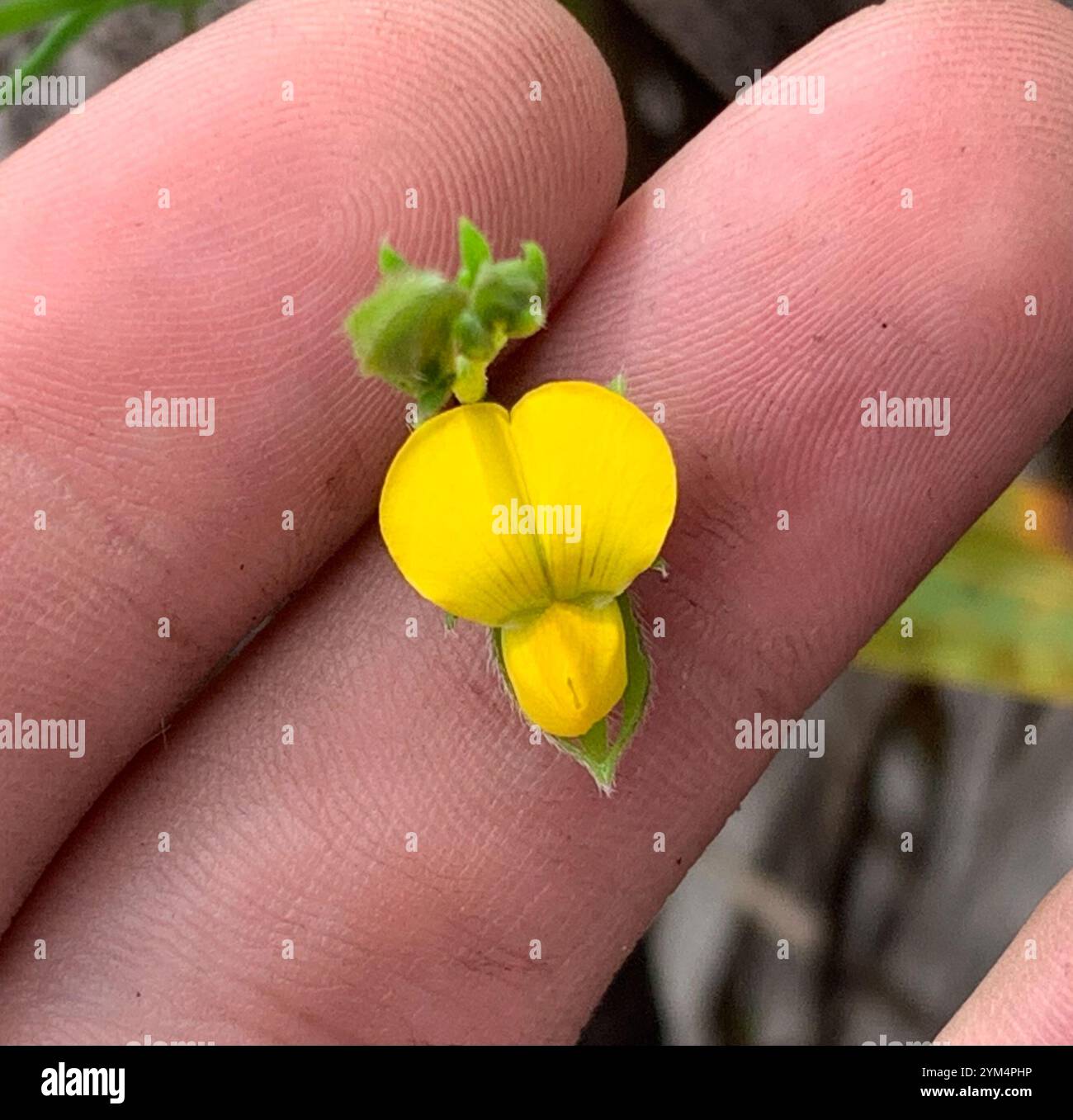 Rabbitbells (Crotalaria rotundifolia Stock Photo - Alamy