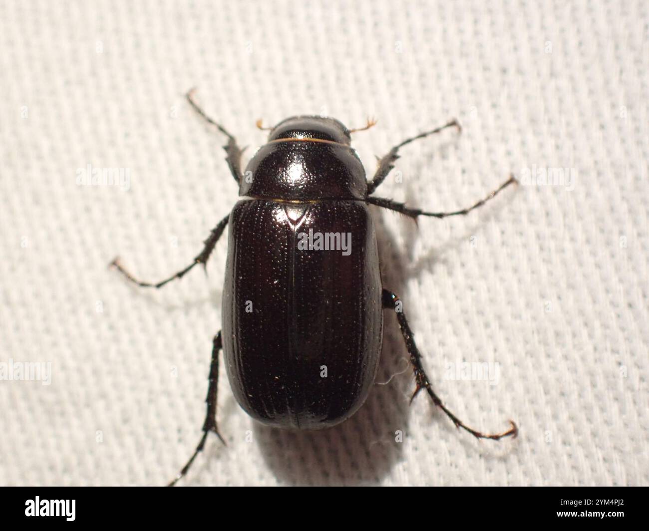 June Beetles (Melolonthinae Stock Photo - Alamy