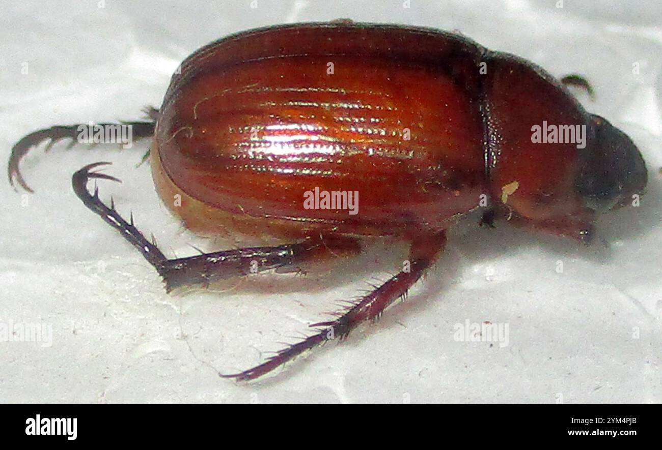 Shining Leaf Chafers (Rutelinae Stock Photo - Alamy