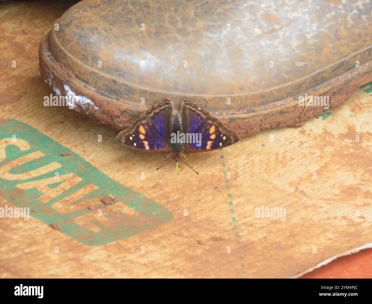 Agathina hi-res stock photography and images - Alamy