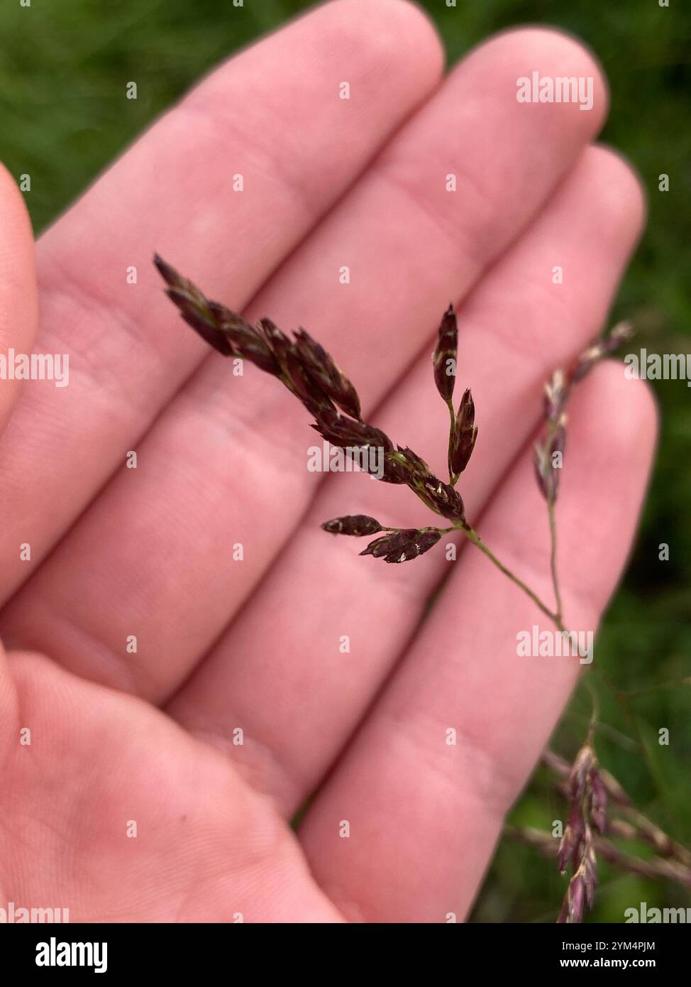 purpletop tridens (Tridens flavus Stock Photo - Alamy