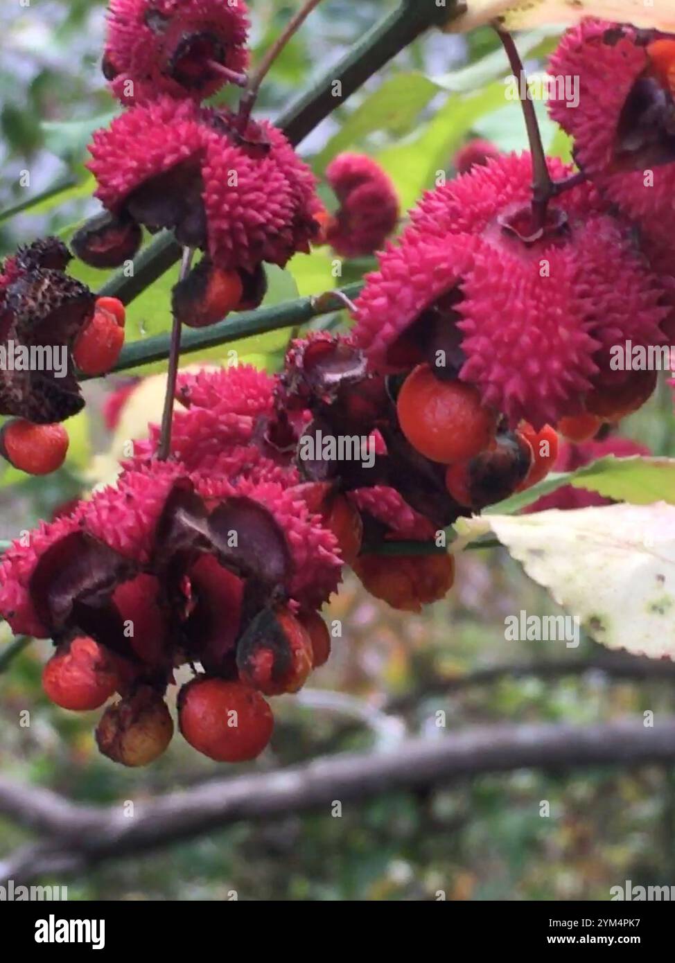 strawberry bush (Euonymus americanus Stock Photo - Alamy