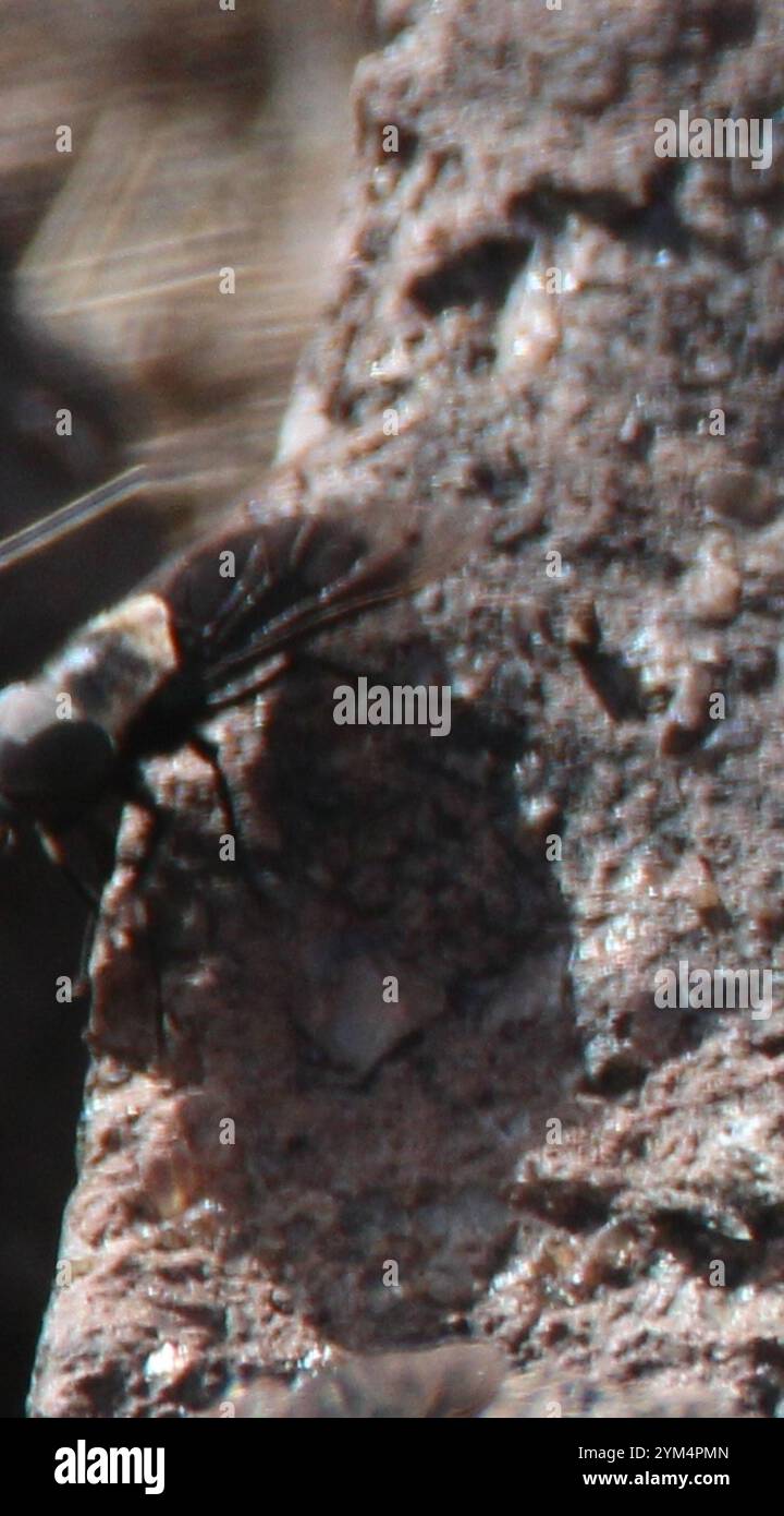 Western Black Horse Fly (Tabanus punctifer Stock Photo - Alamy