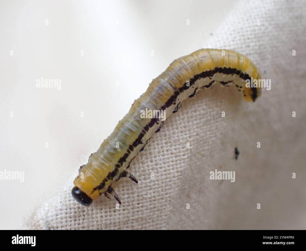 striped alder sawfly (Hemichroa crocea Stock Photo - Alamy