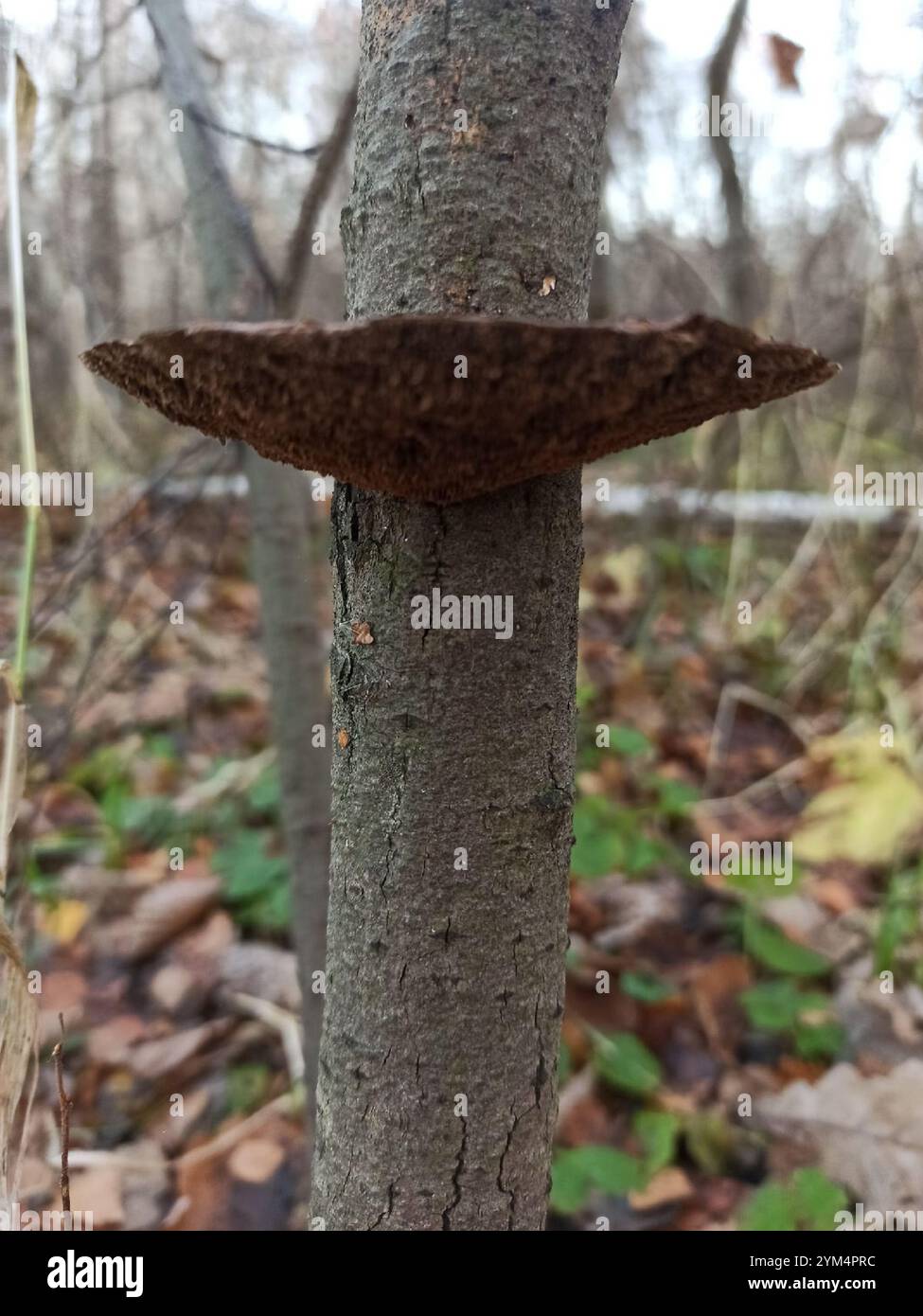 Thin-walled Maze Polypore (Daedaleopsis confragosa Stock Photo - Alamy