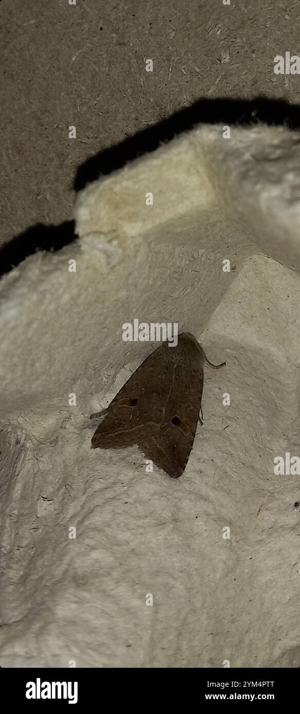 Red-line Quaker (Agrochola lota Stock Photo - Alamy