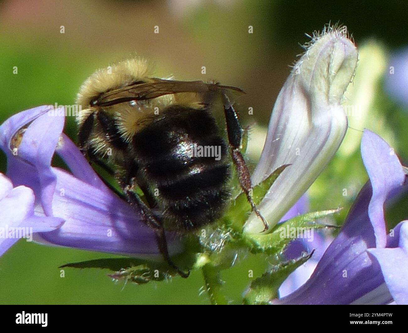 Common Eastern Bumble Bee (Bombus impatiens Stock Photo - Alamy