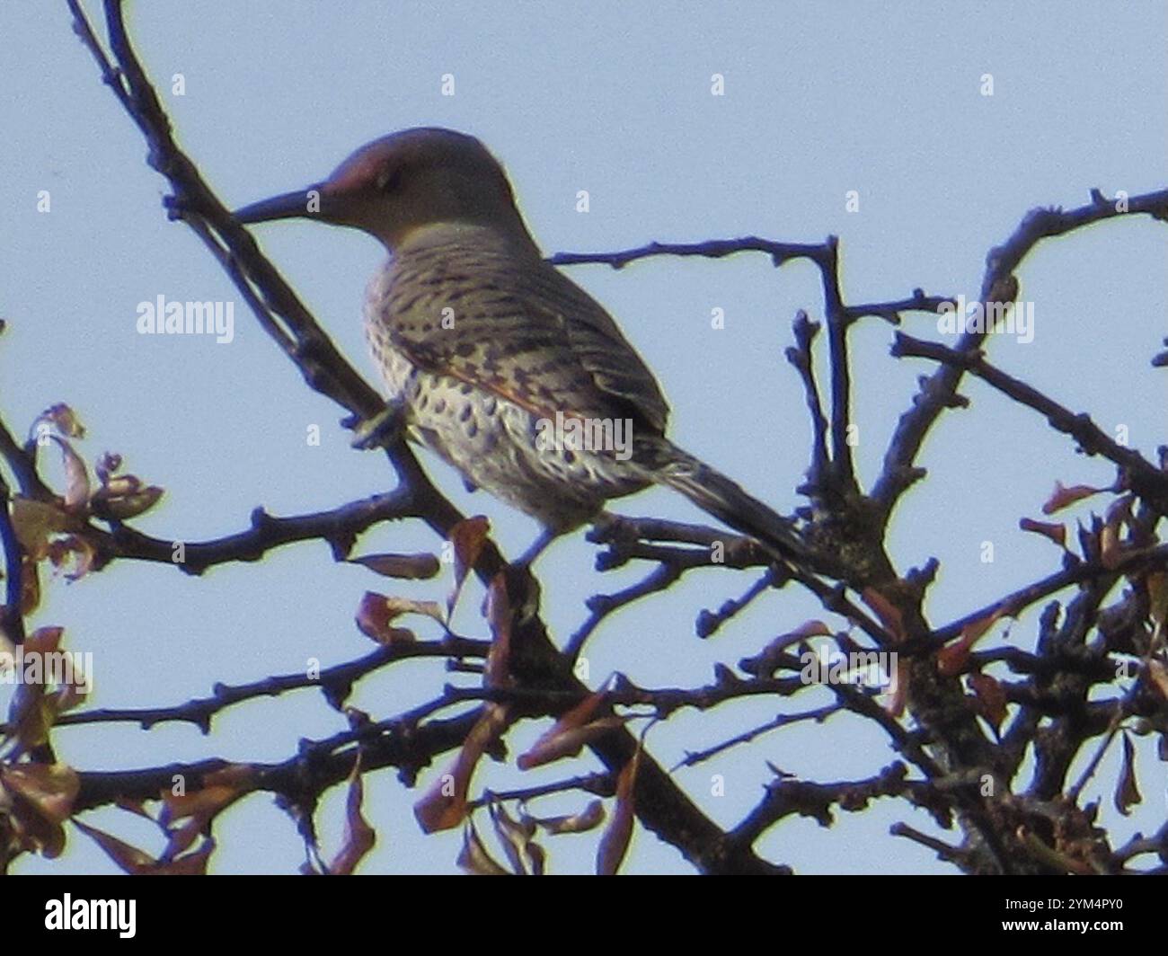 Northern Flicker (Colaptes auratus Stock Photo - Alamy