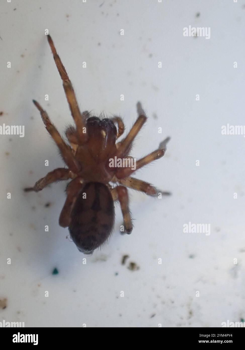 Callobius pictus hi-res stock photography and images - Alamy