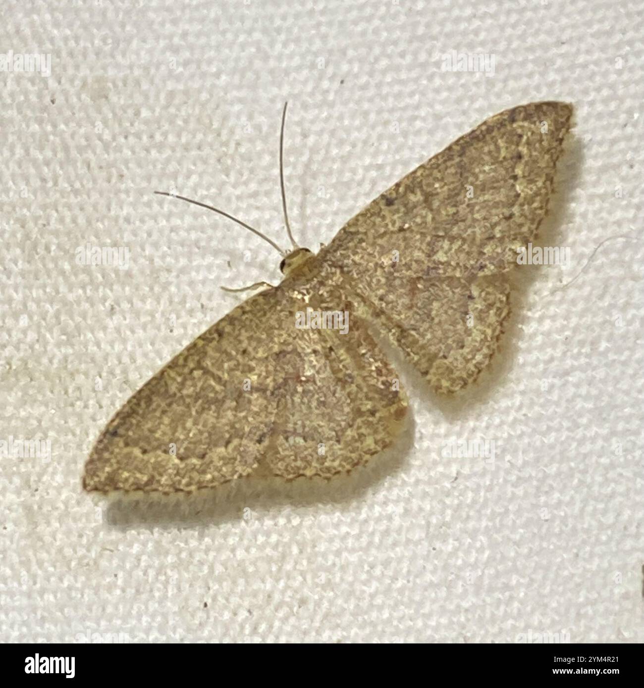 Common Tan Wave (Pleuroprucha insulsaria Stock Photo - Alamy