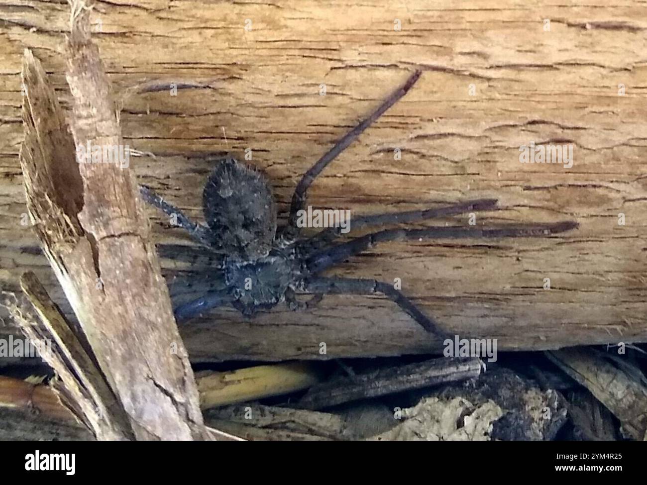 Pantropical Huntsman Spider (Heteropoda venatoria Stock Photo - Alamy