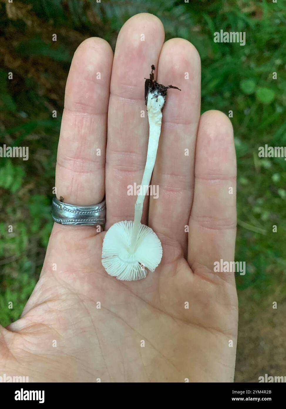 Skullcap Dapperling (Leucocoprinus brebissonii Stock Photo - Alamy
