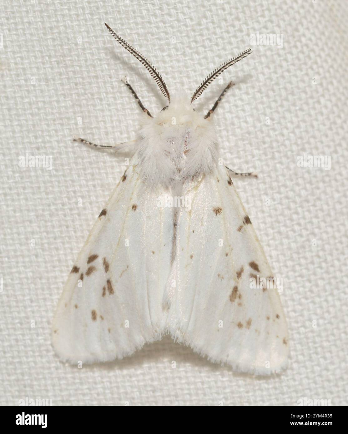 Fall Webworm Moth (Hyphantria cunea Stock Photo - Alamy
